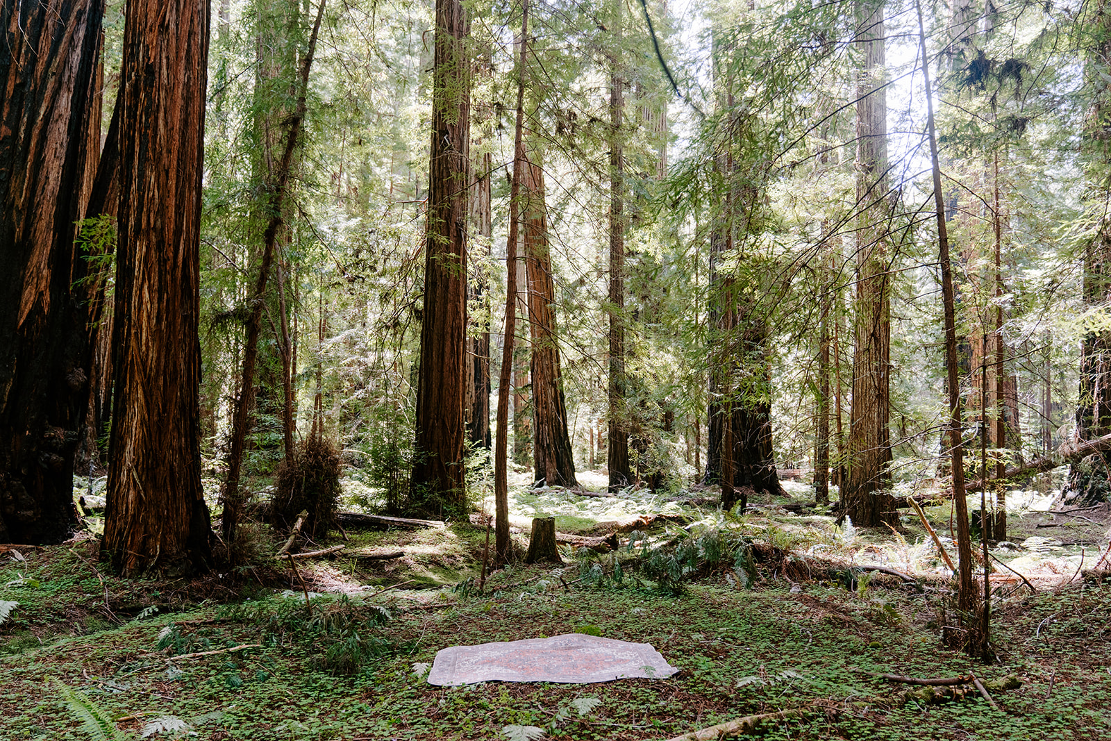 Redwood Mendocino Elopement | Kendra & Tyler