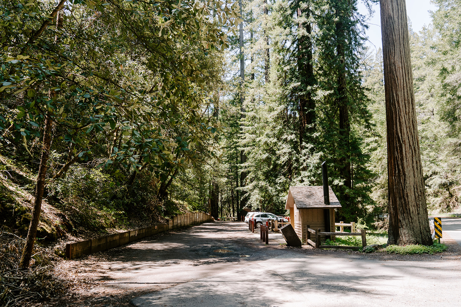 Redwood Mendocino Elopement | Kendra & Tyler